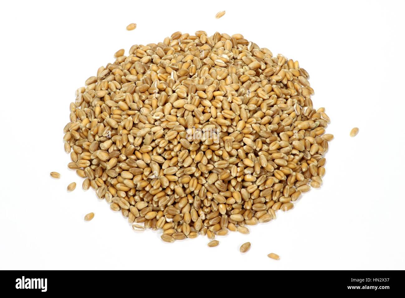wheat grains isolated on white background Stock Photo - Alamy