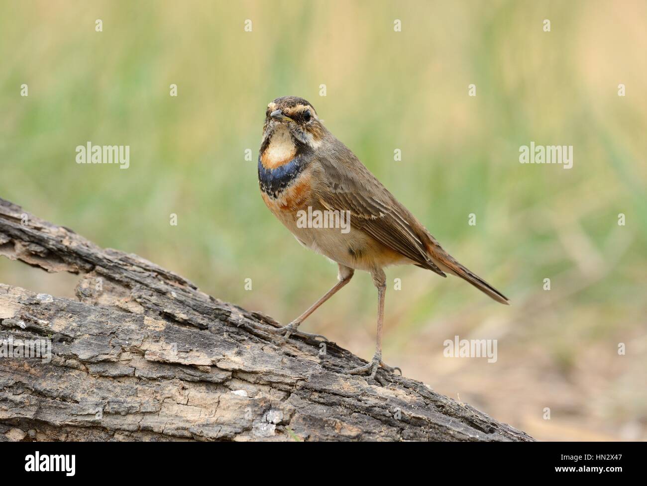 beautiful male Bluethroat (Luscinia svecica) in Thailand Stock Photo ...