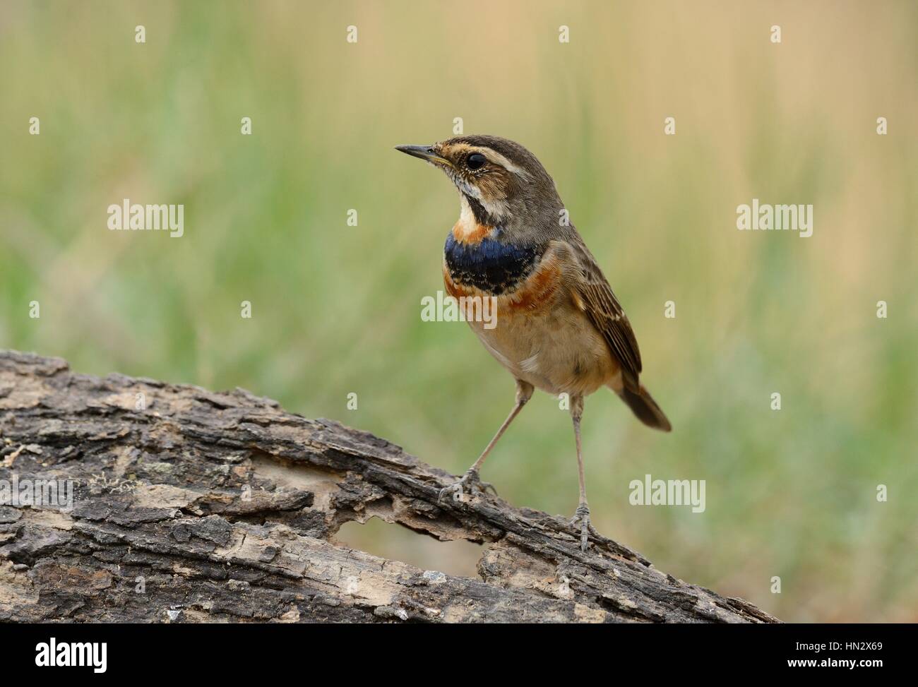 beautiful male Bluethroat (Luscinia svecica) in Thailand Stock Photo ...