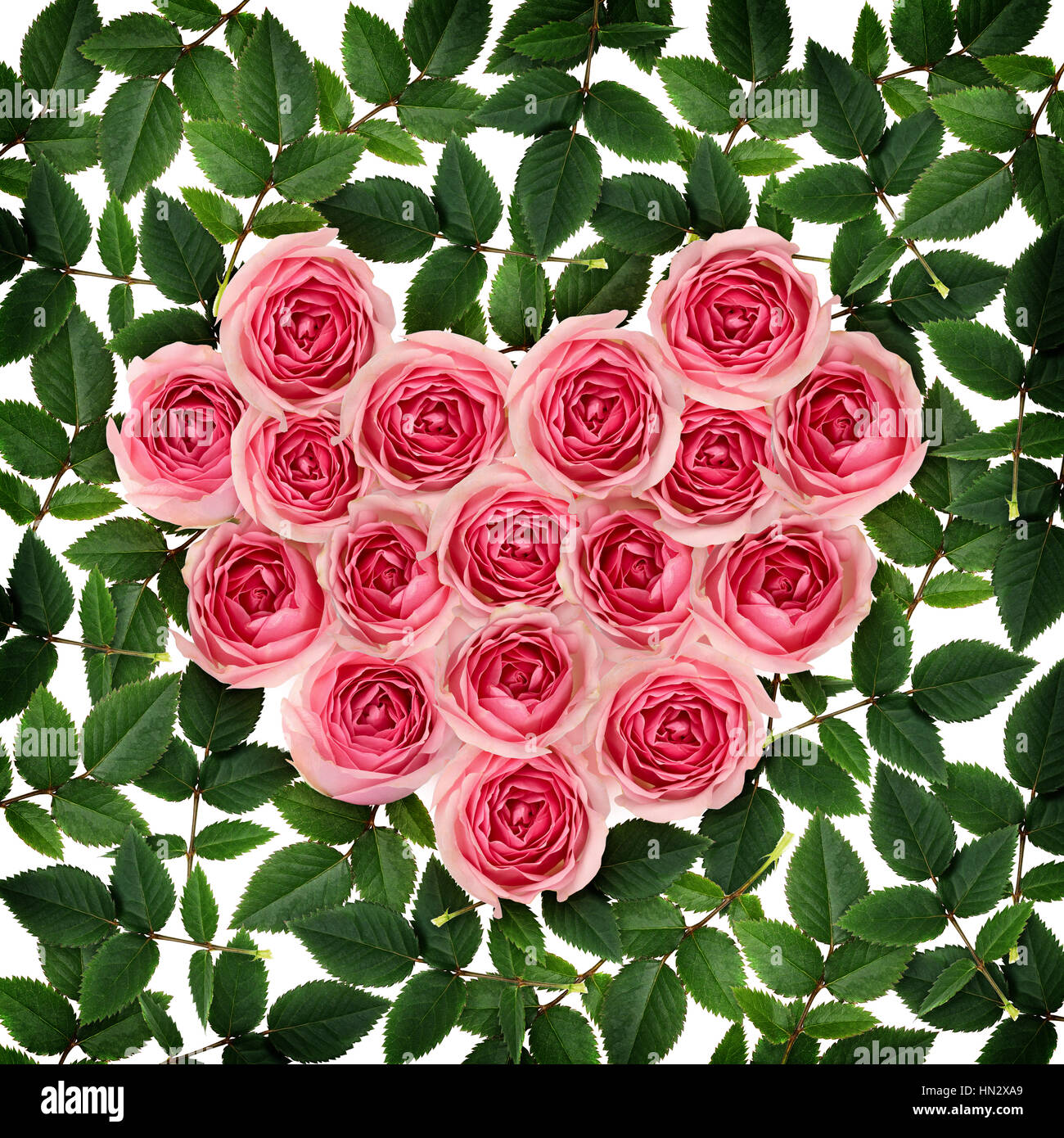 Pink rose flowers corner arrangement isolated on white Stock Photo - Alamy