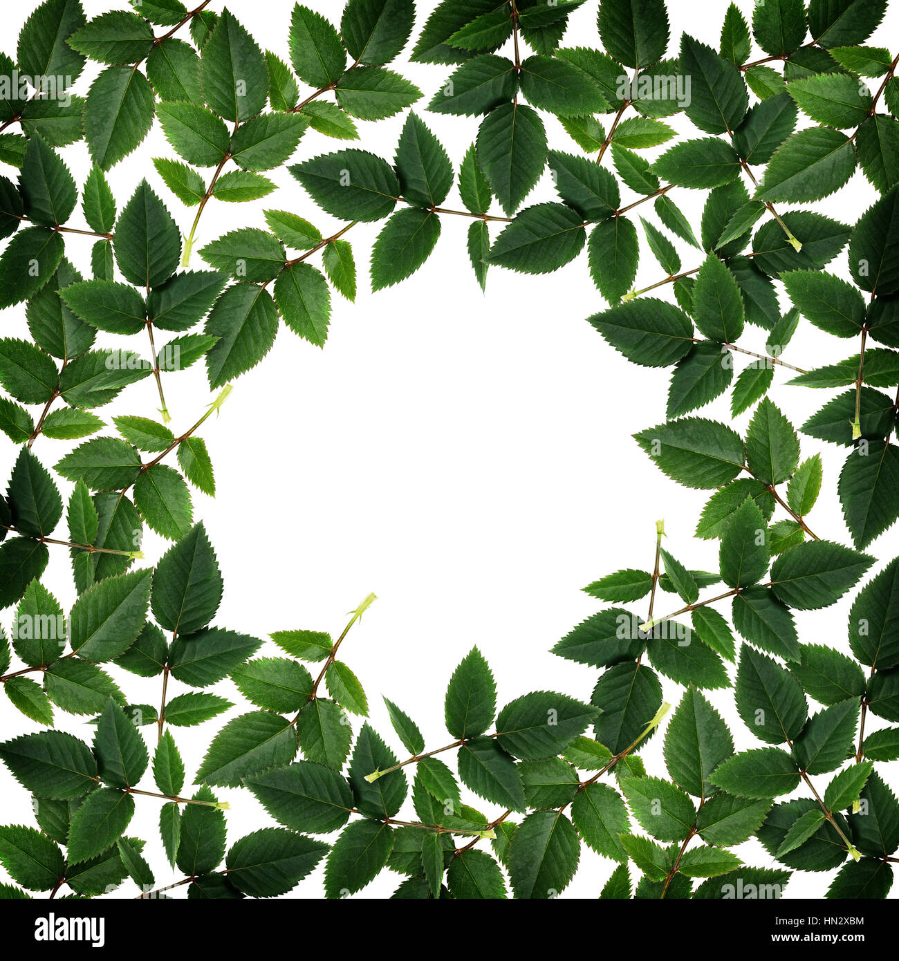 Frame with leaves hi-res stock photography and images - Alamy