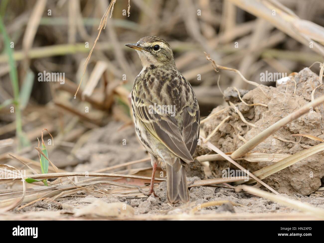 beautiful Rosy Pipit (Anthus roseatus) on ground Stock Photo - Alamy