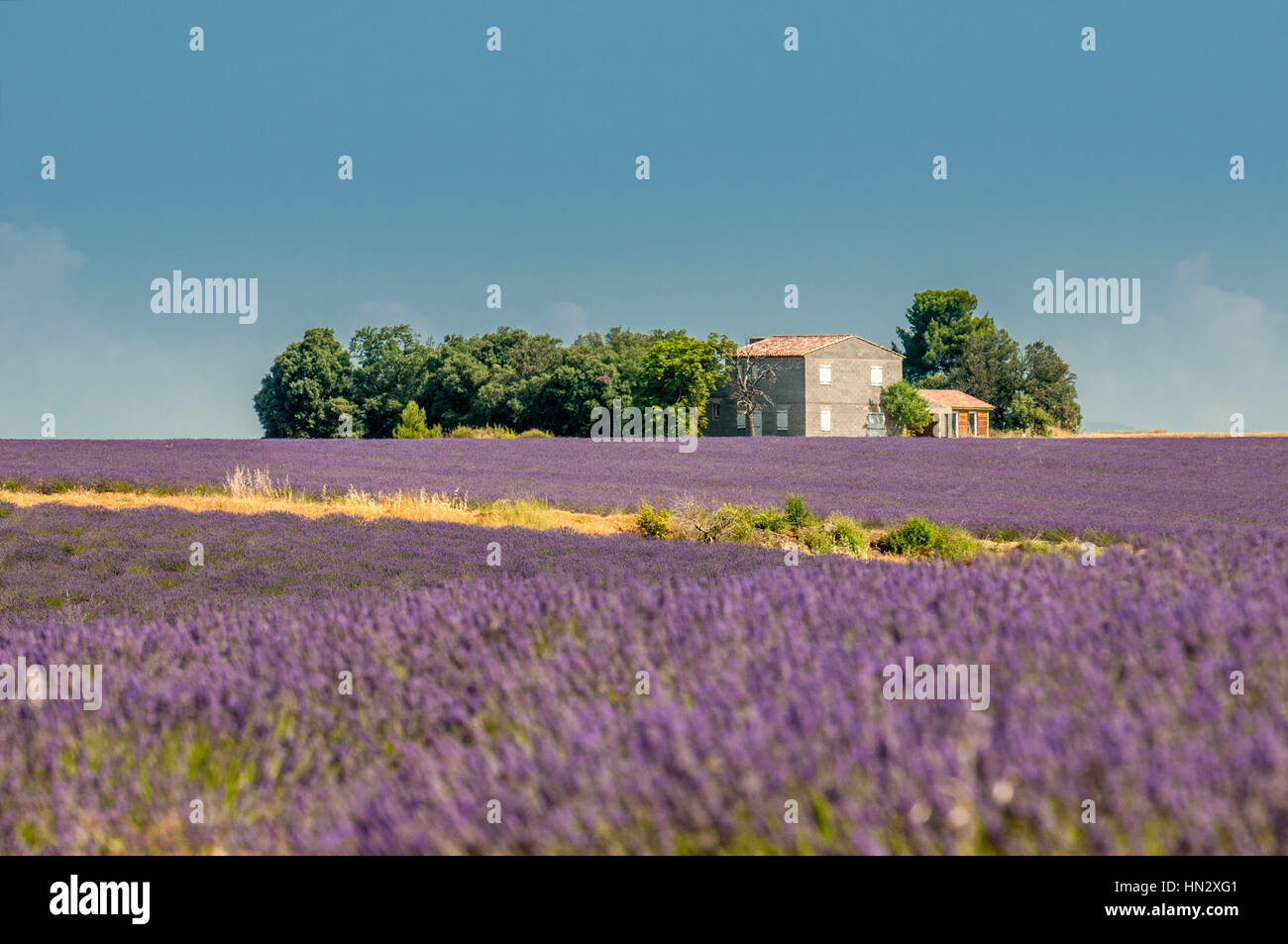 Lavender farm field rural france hi-res stock photography and images ...