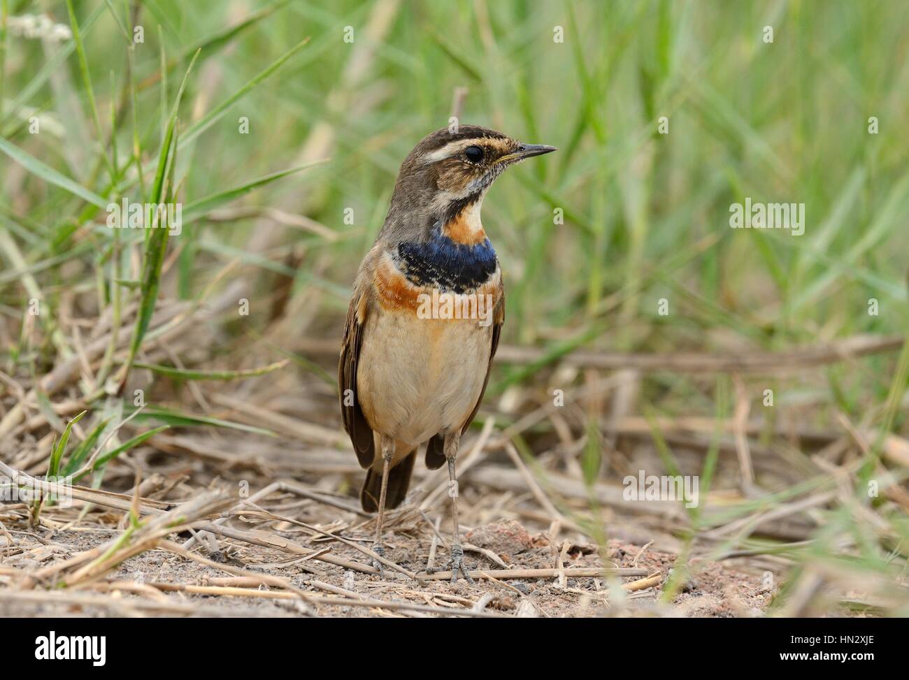 beautiful male Bluethroat (Luscinia svecica) in Thailand Stock Photo ...