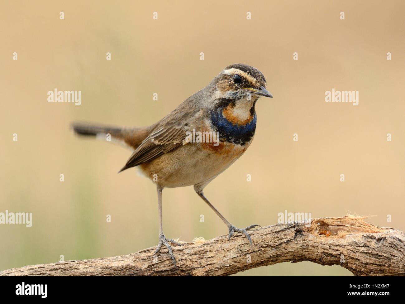 beautiful male Bluethroat (Luscinia svecica) in Thailand Stock Photo ...