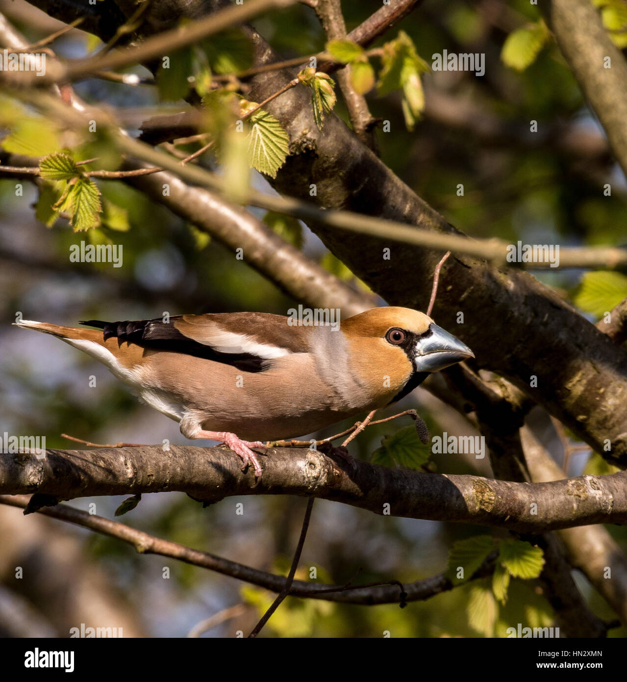 hawfinch male bird Stock Photo - Alamy