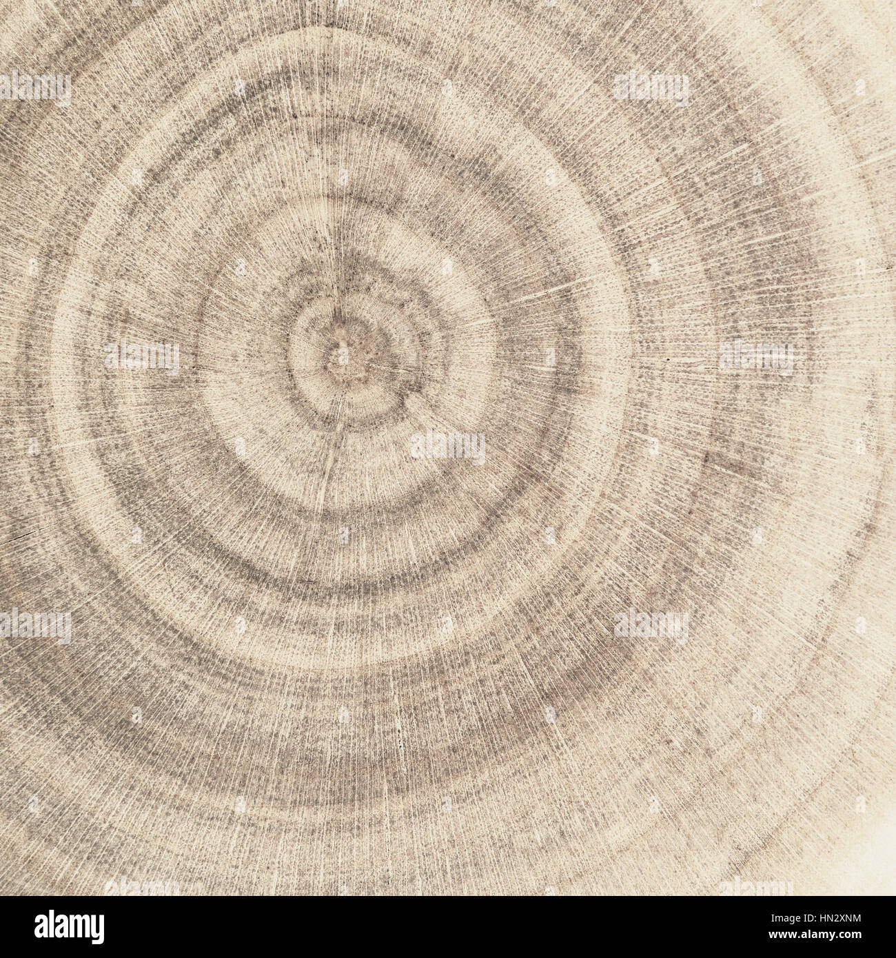 End grain wood rings texture Stock Photo - Alamy