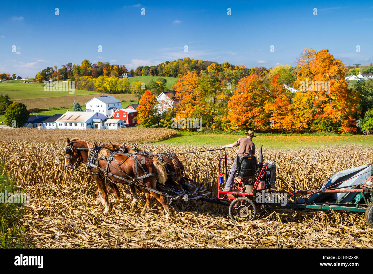 Amish horse drawn farm corn picker on the field near Berlin, Ohio, USA ...
