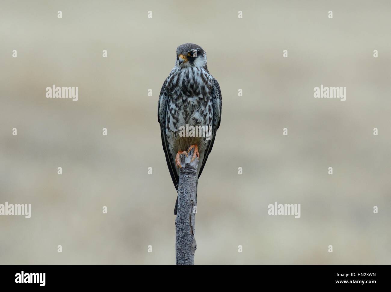 beautiful female Amur Falcon (Falco amurensis) in Thai rice field Stock ...
