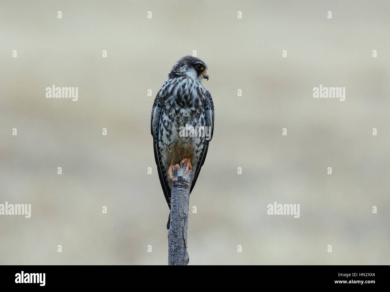 Beautiful female amur falcon hi-res stock photography and images - Alamy
