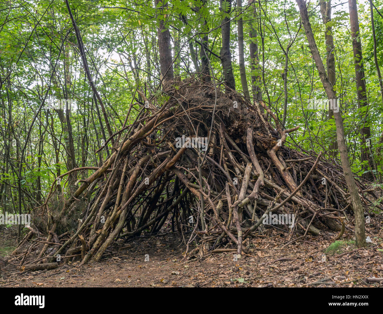 Primitive branch hut in the woods Stock Photo - Alamy