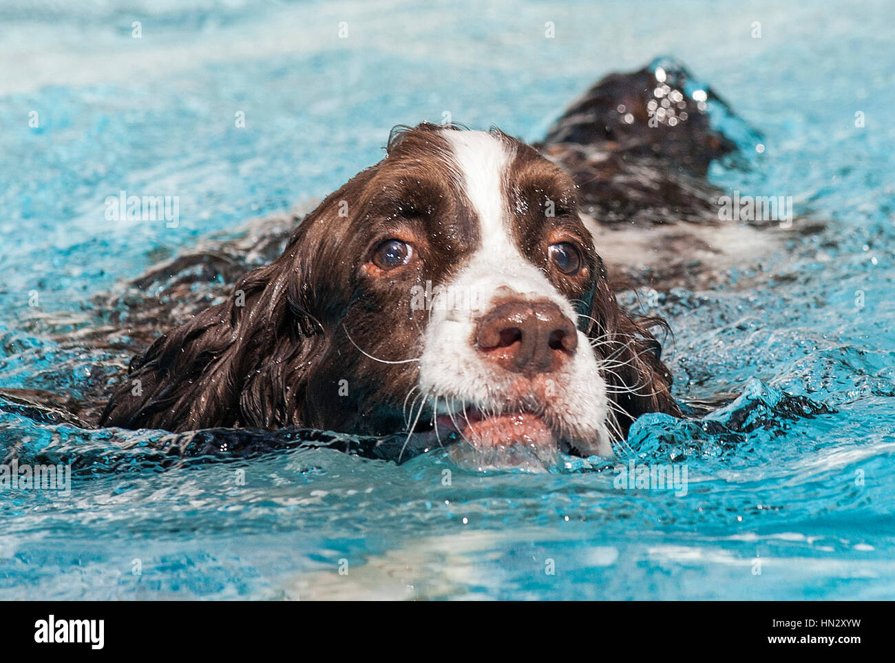 Jump into swimming pool hi-res stock photography and images - Alamy