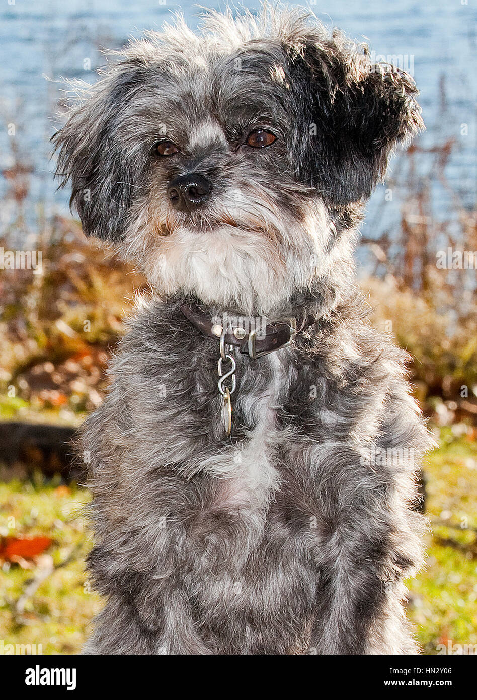 small toy grey dog outside sunny close up Stock Photo - Alamy