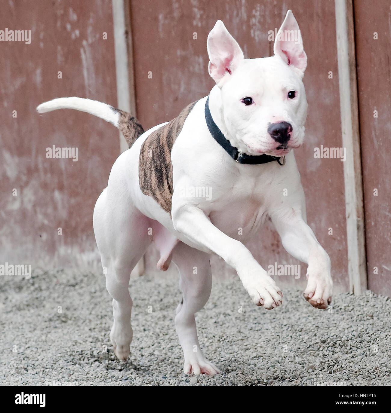 Brindle white mixed breed hi-res stock photography and images - Alamy