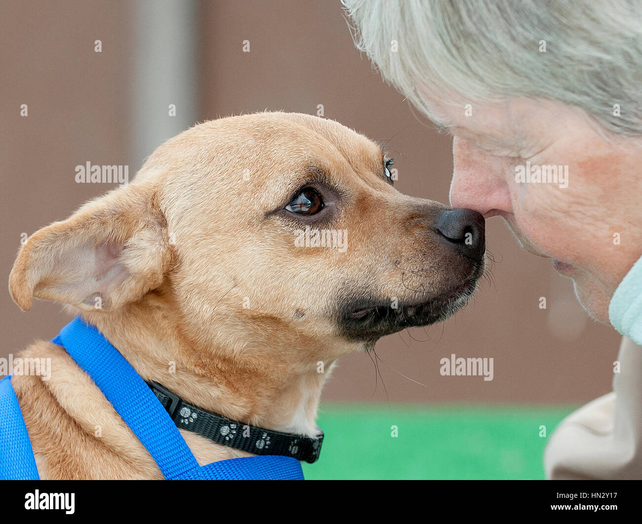 Nose touching dog hi-res stock photography and images - Alamy