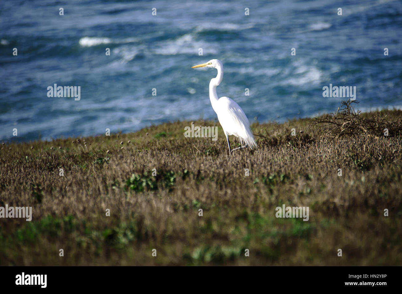 White heron (white egret) spotted at seashore at seacoast of California ...