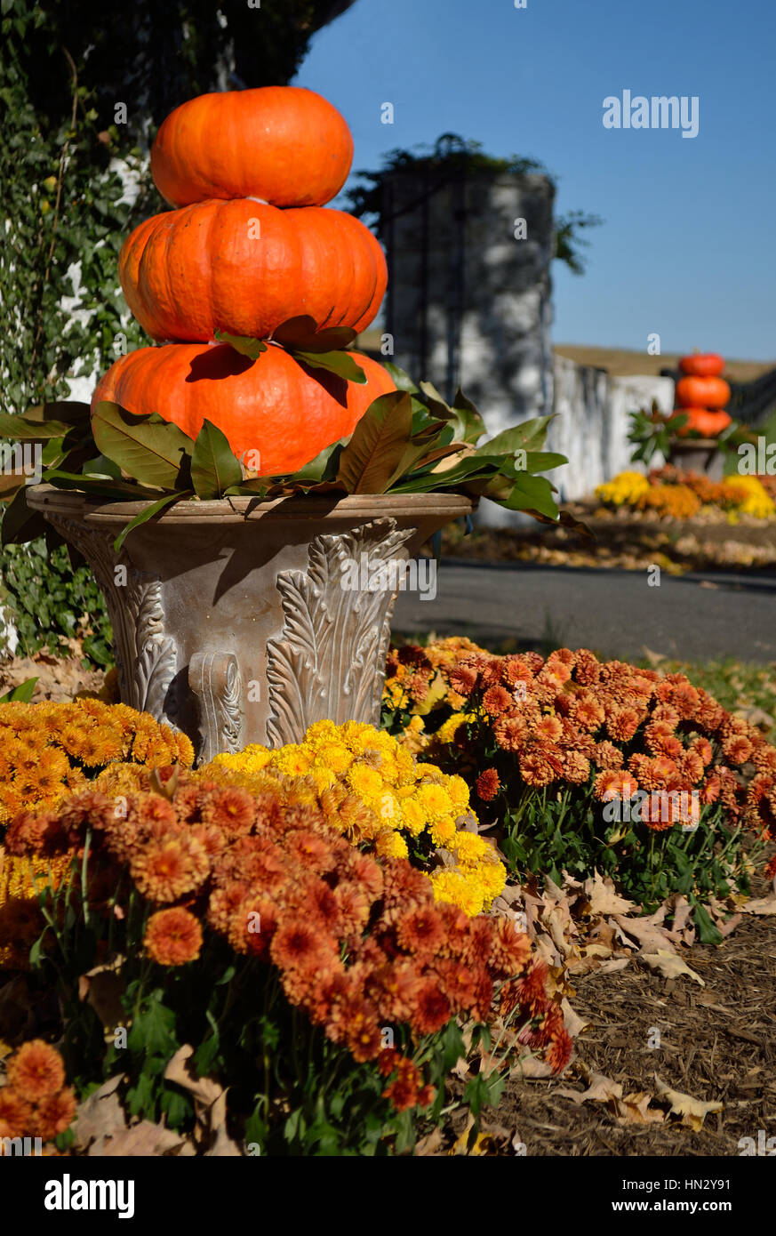 Pumpkins and mums hi-res stock photography and images - Alamy