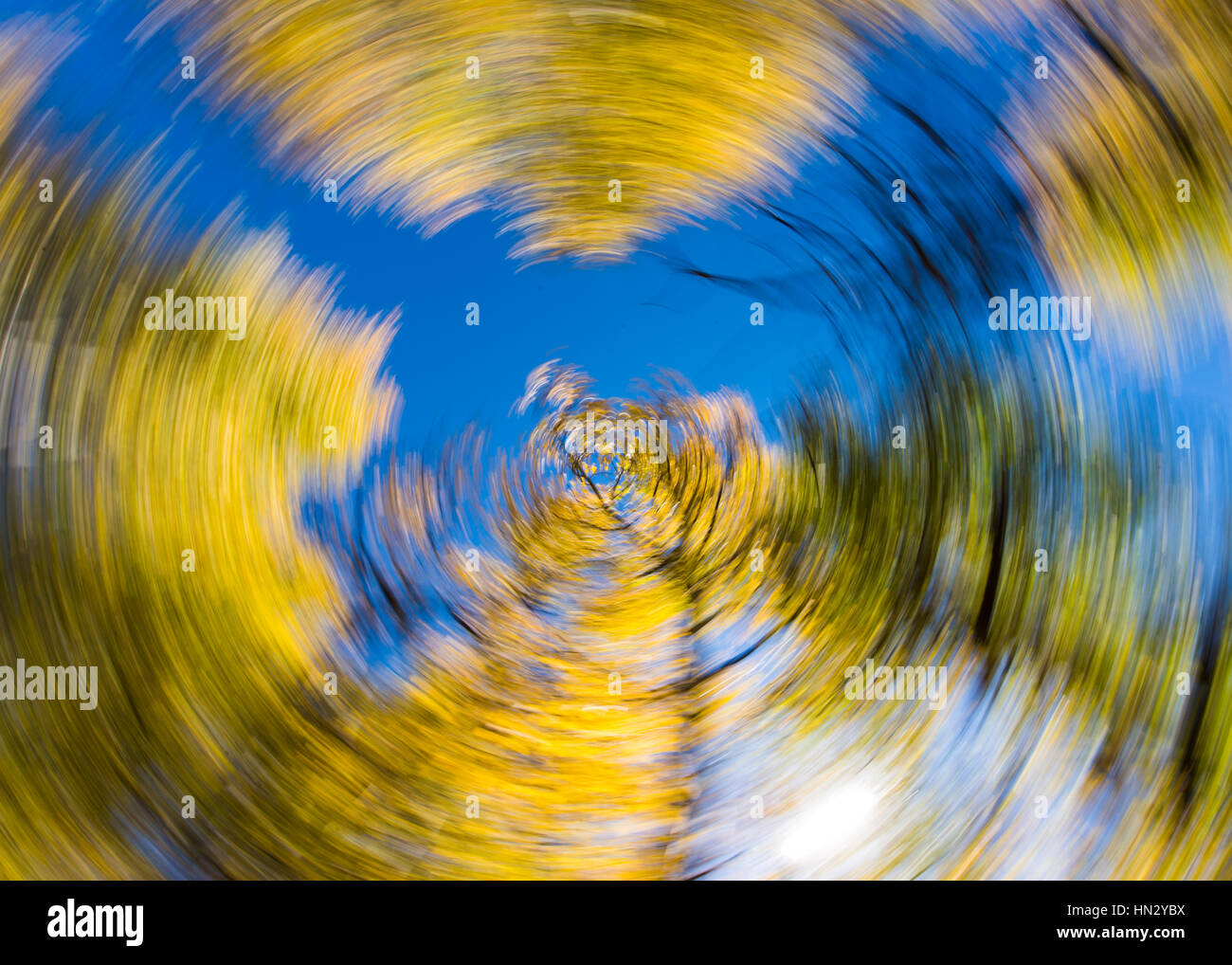 Aspen leaves turning yellow hi-res stock photography and images - Alamy