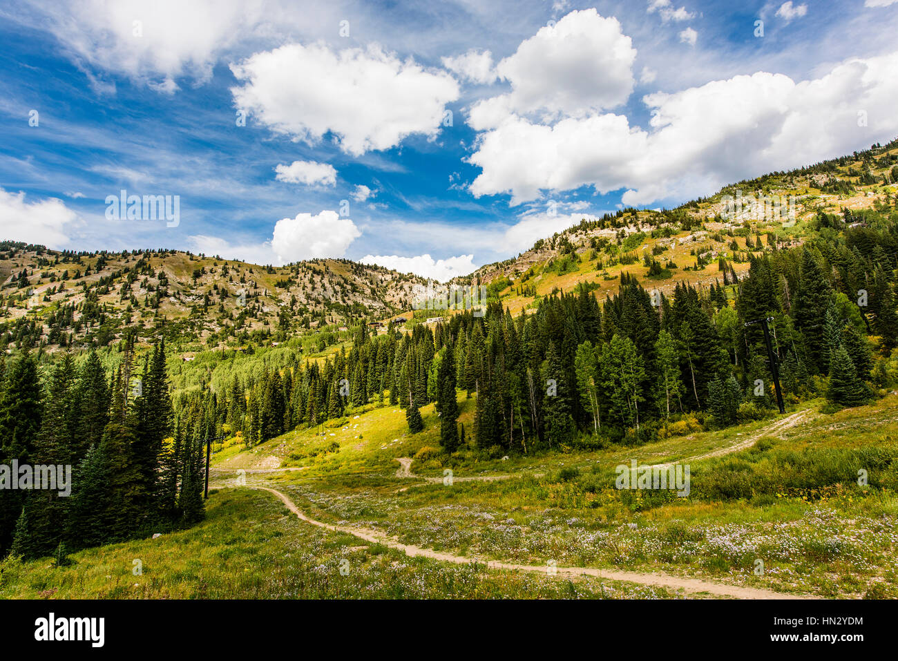 Albion Basin landscape scenery with alpine meadows photographed during ...