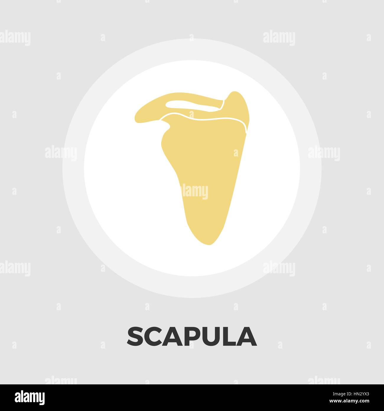 Scapula icon vector. Flat icon isolated on the white background ...
