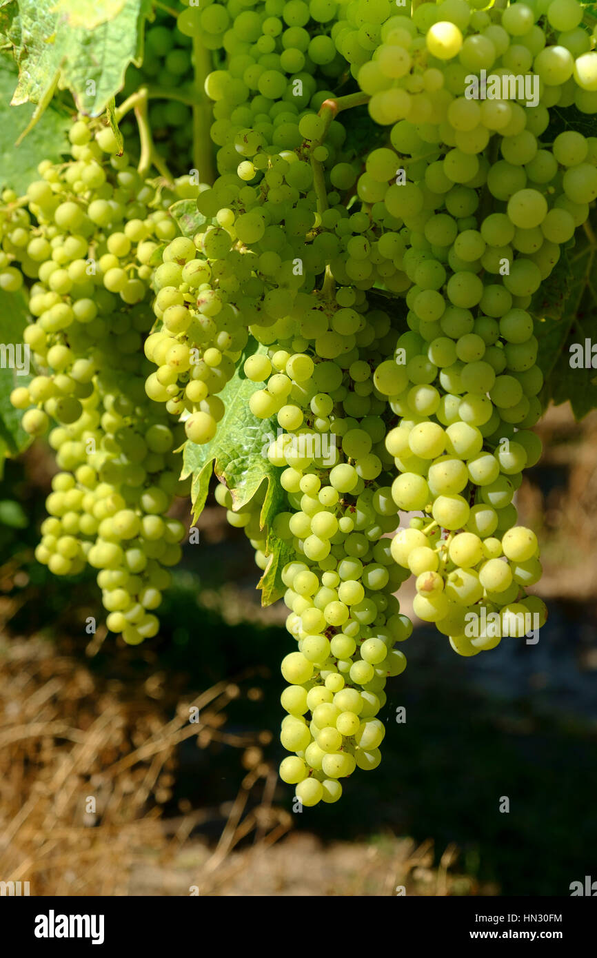Field of grapevines hi-res stock photography and images - Alamy