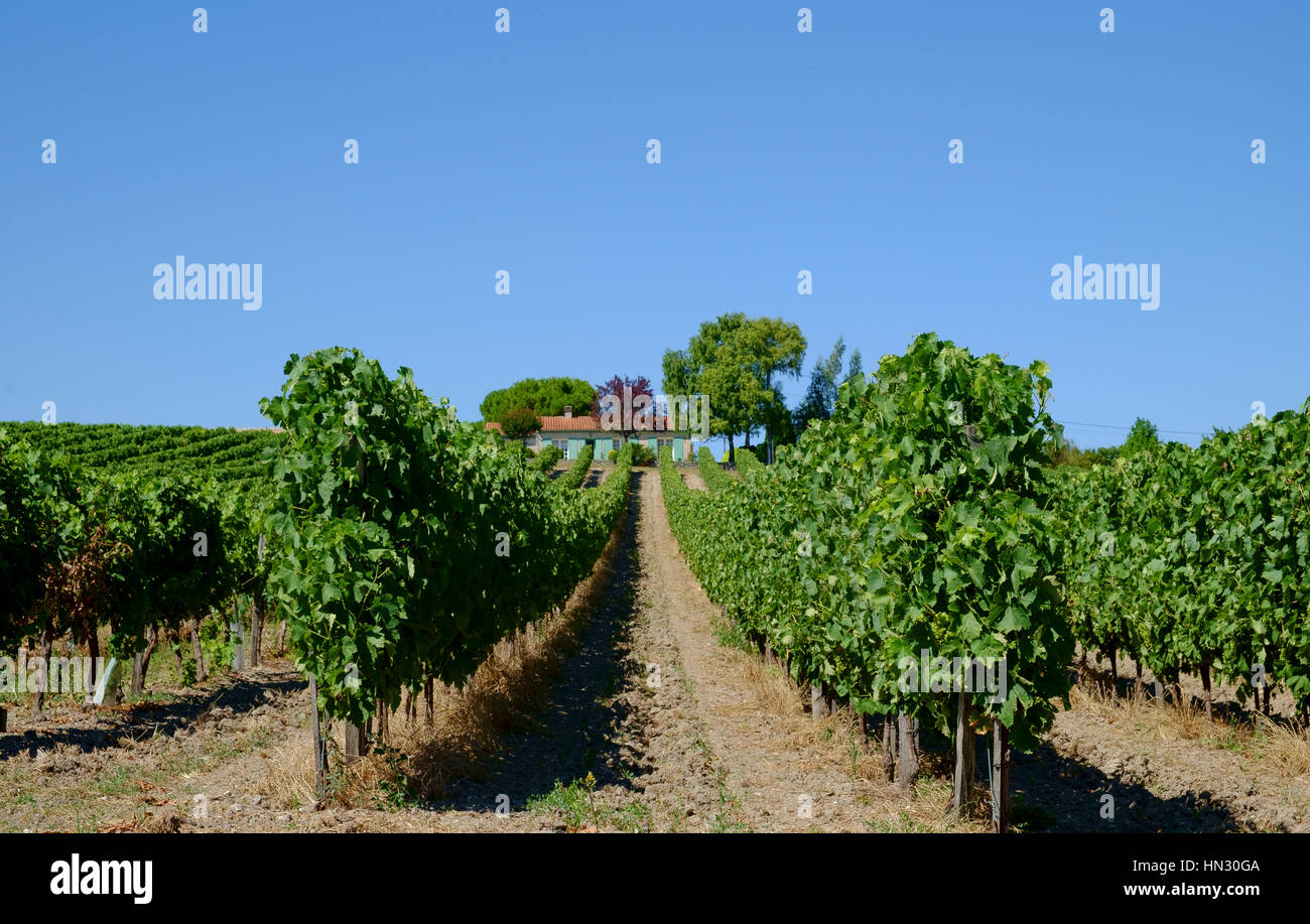 Vineyard grapes grapevines growing vines green hi-res stock photography ...