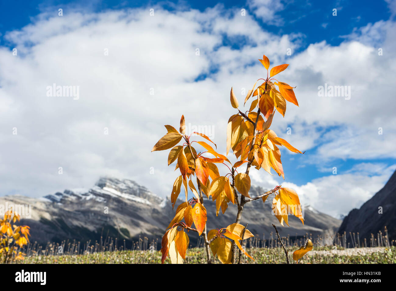 Jasper National Park , Nature, Canada Stock Photo - Alamy