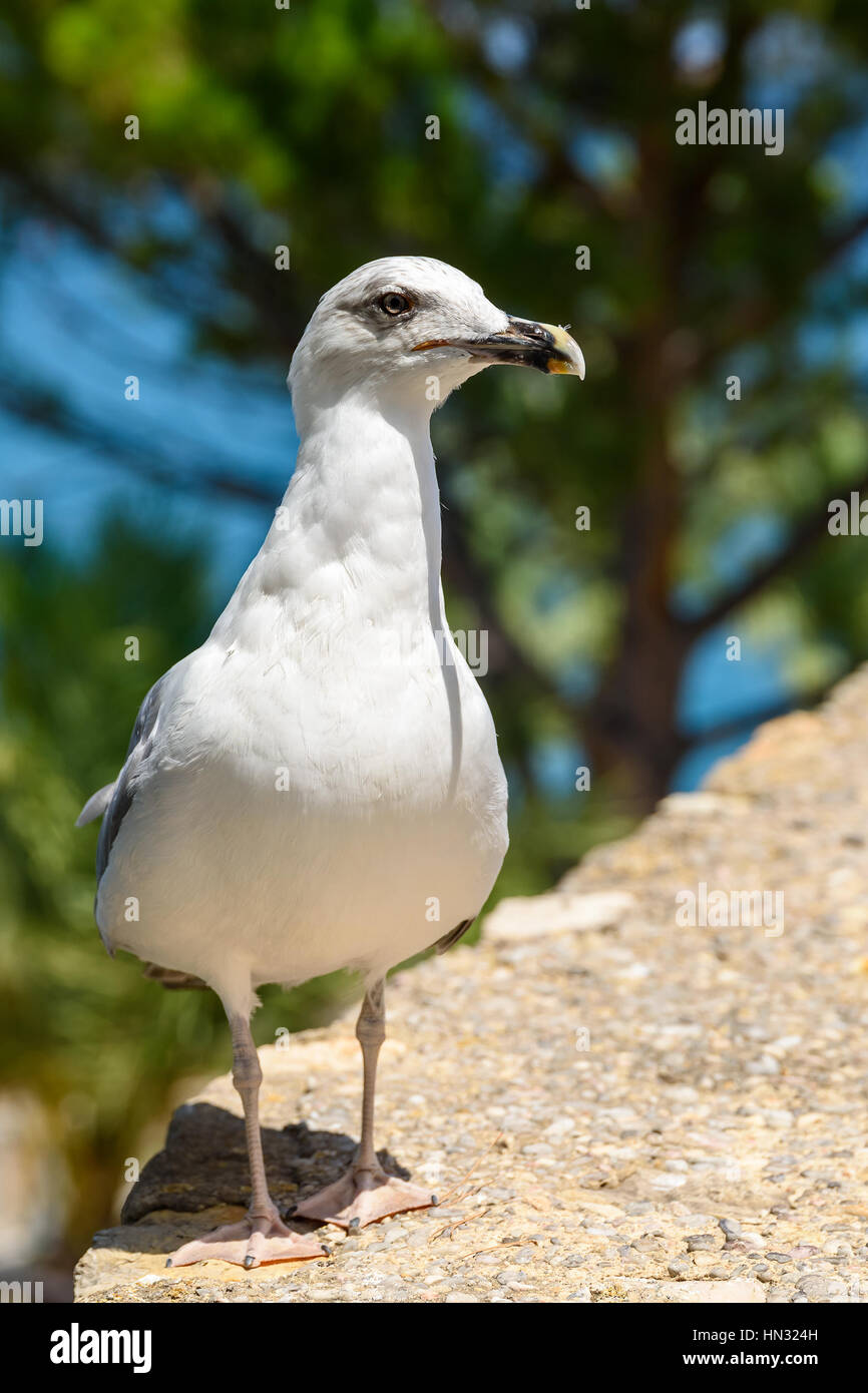 Funny White Seagull Bird Portrait Stock Photo - Alamy