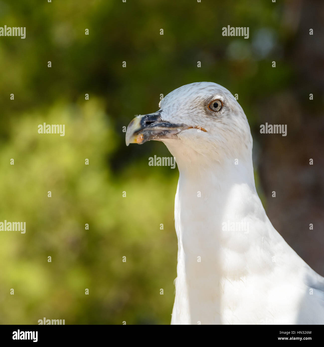 Funny white seagull bird hi-res stock photography and images - Alamy