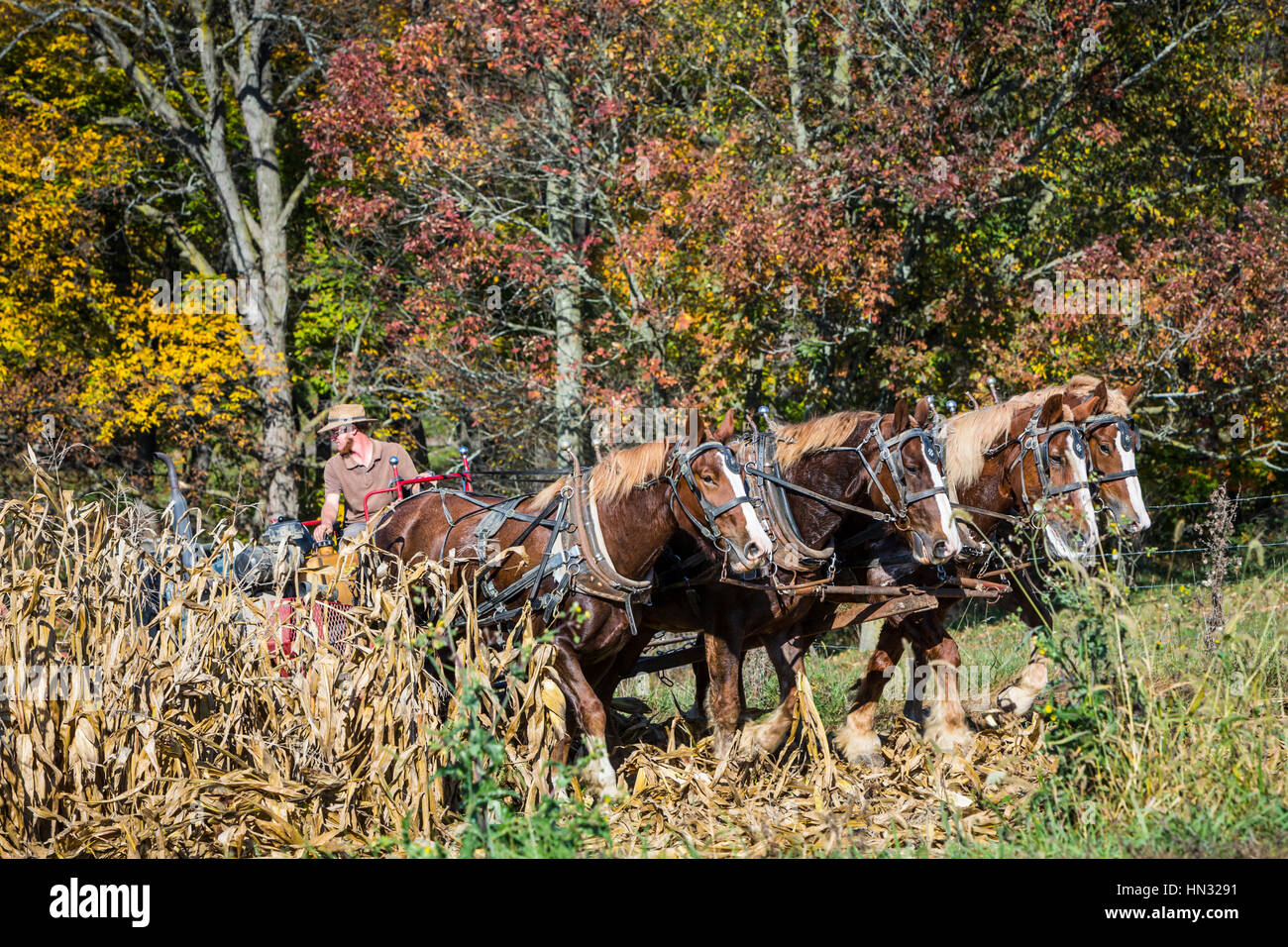 Amish Horse Drawn Farm Equipment at Dennis Penn blog