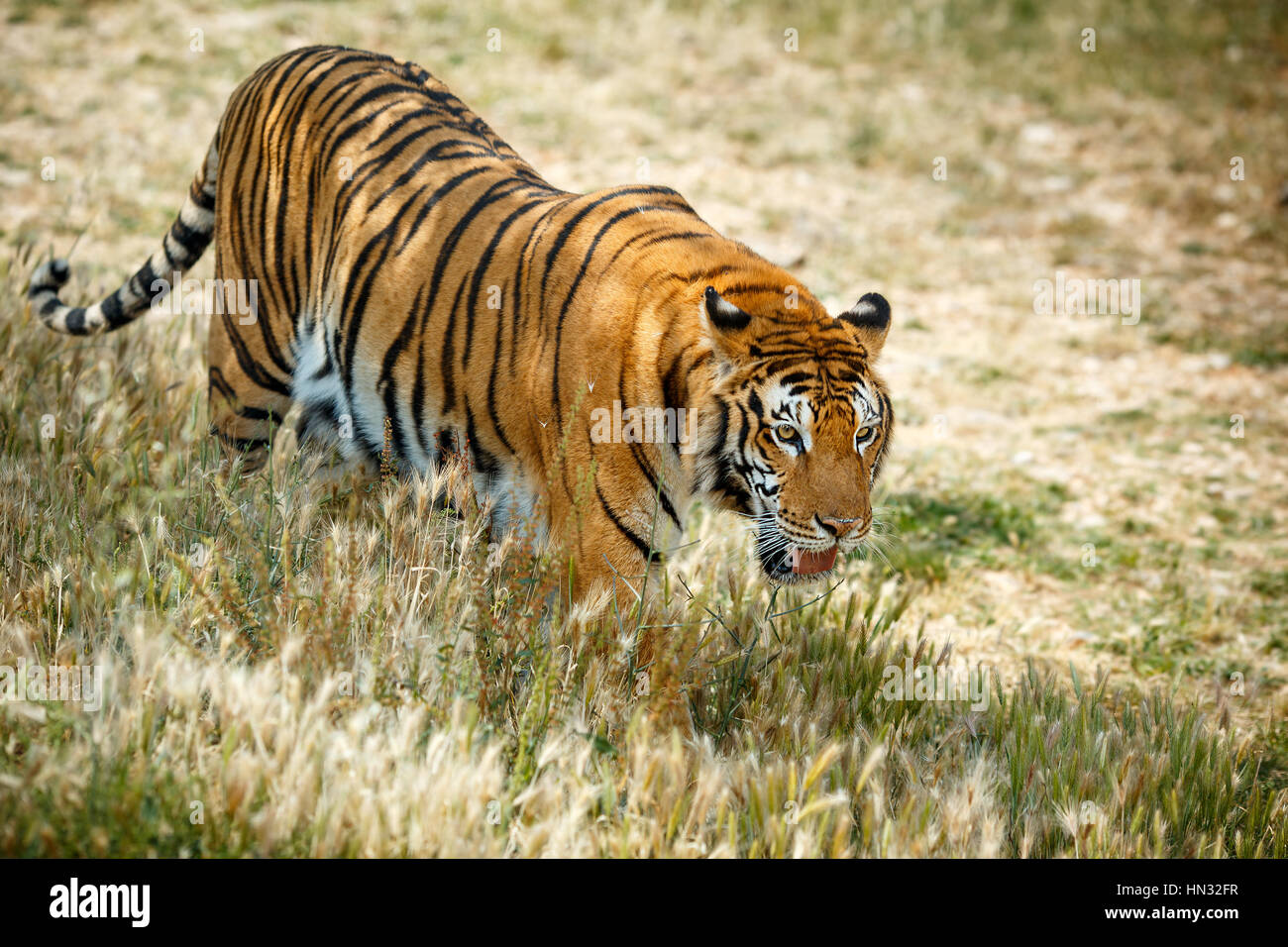 Bengal tiger in summer day Stock Photo - Alamy