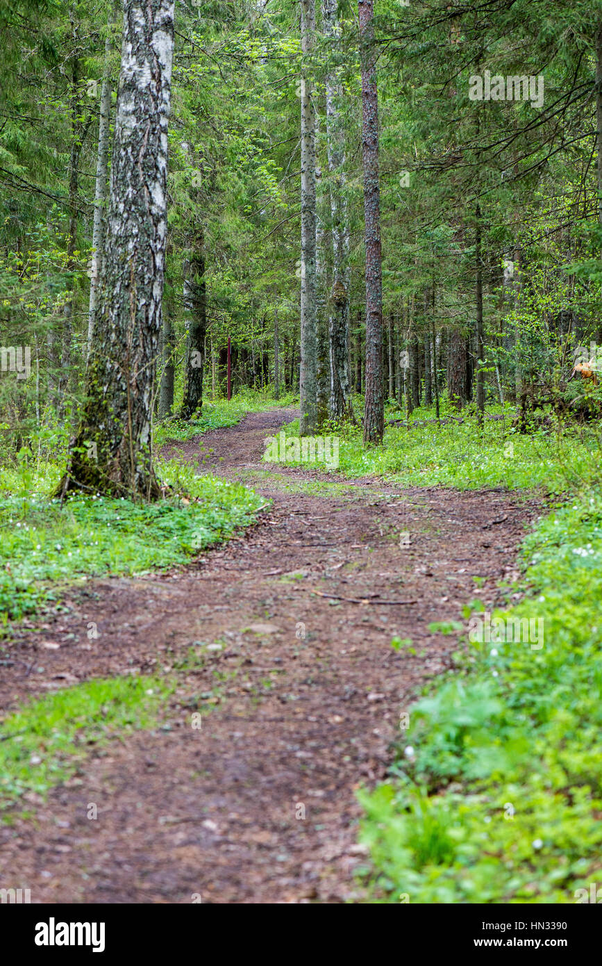 empty road in the forest with shadows and green foliage Stock Photo - Alamy