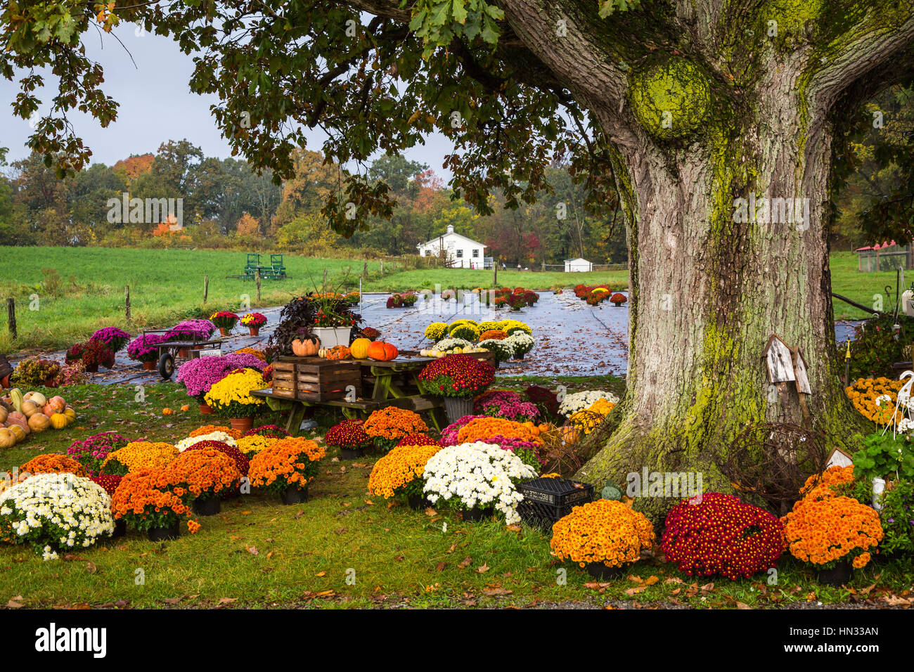 Farm blessing hi-res stock photography and images - Alamy