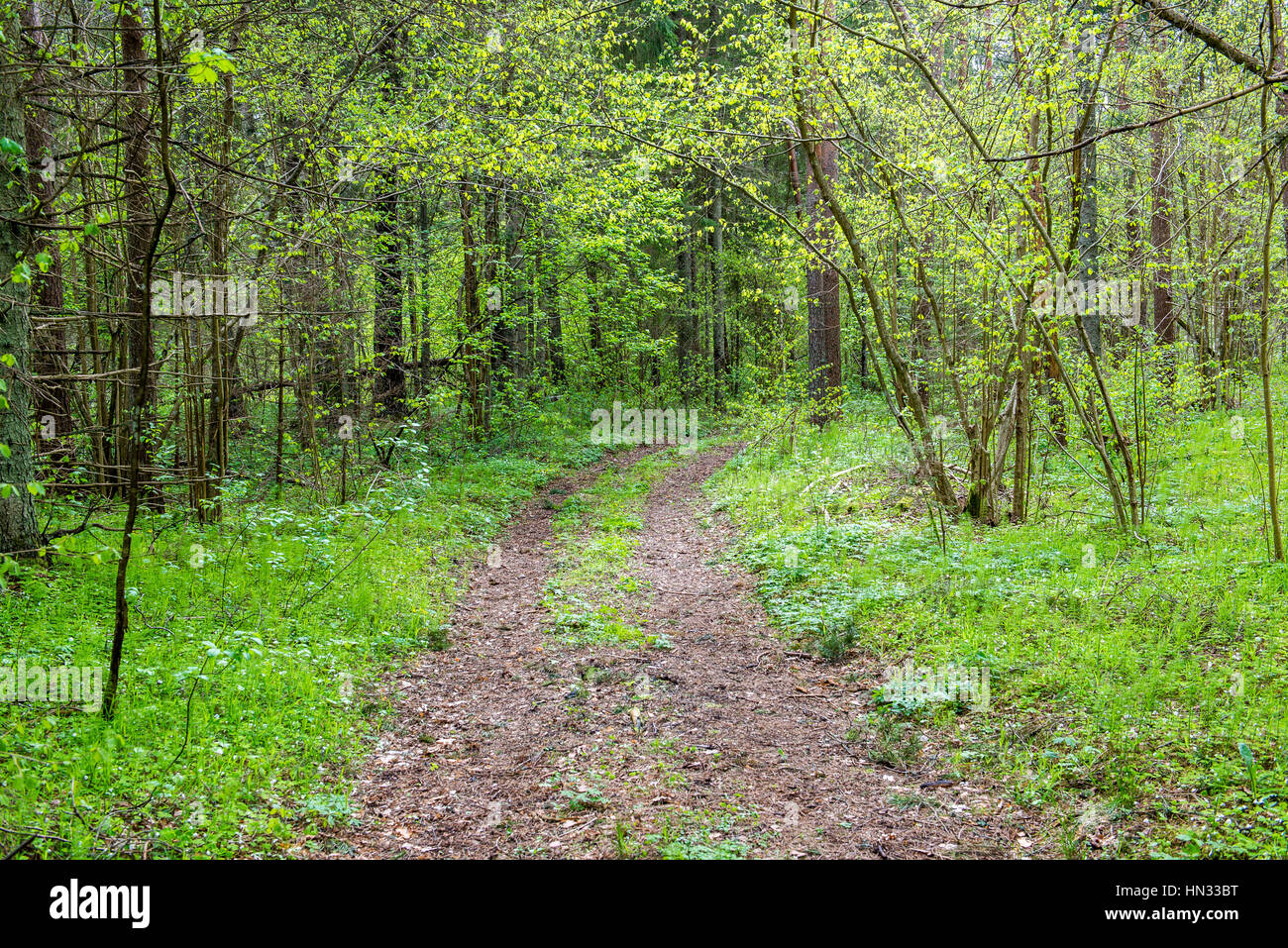 empty road in the forest with shadows and green foliage Stock Photo - Alamy