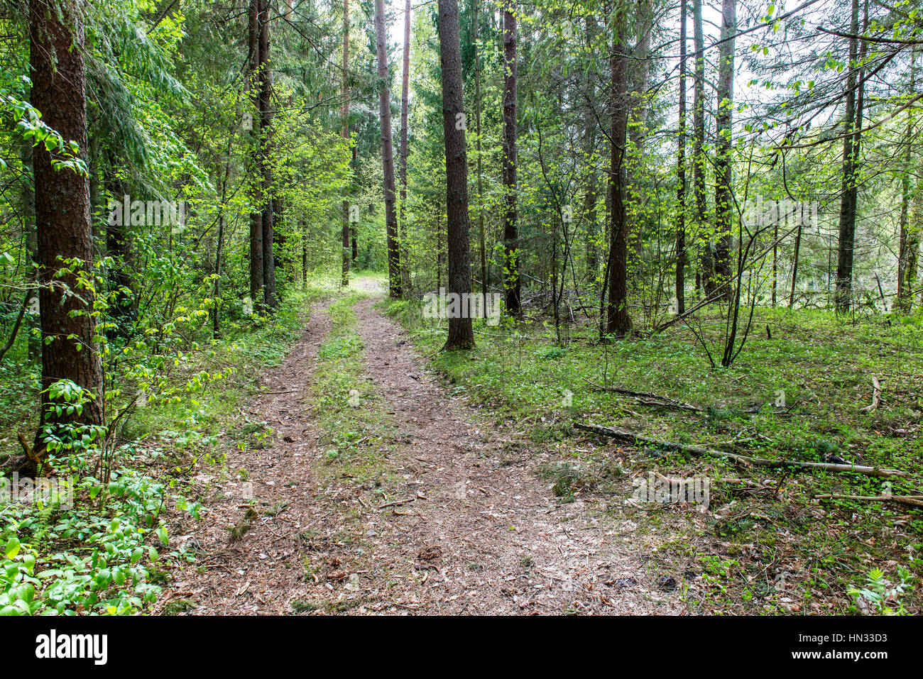empty road in the forest with shadows and green foliage Stock Photo - Alamy