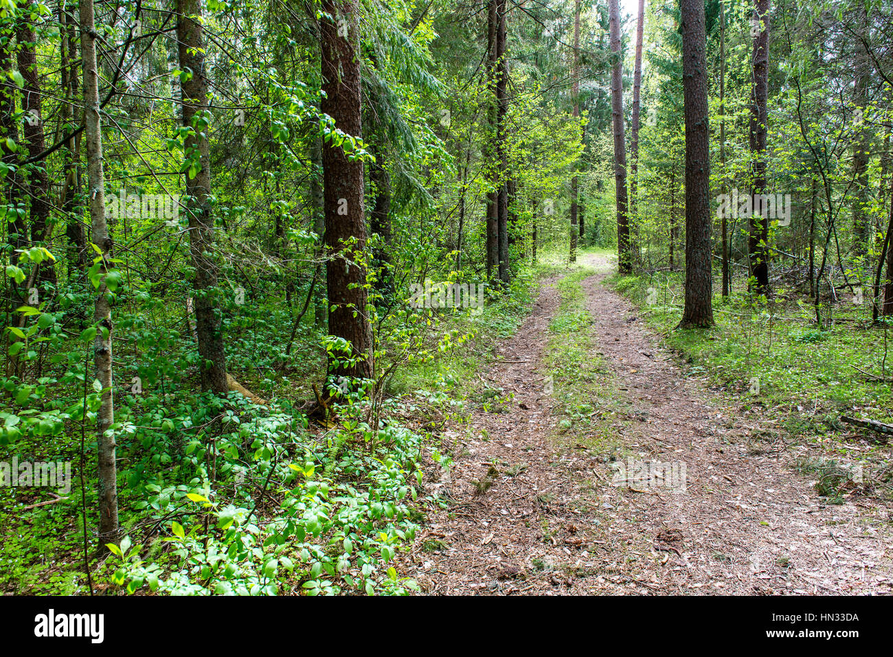 empty road in the forest with shadows and green foliage Stock Photo - Alamy