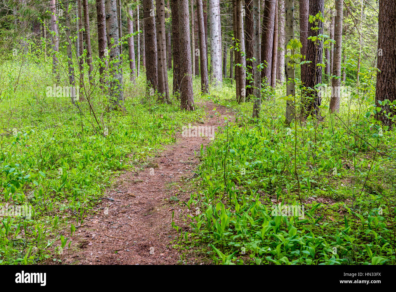 empty road in the forest with shadows and green foliage Stock Photo - Alamy