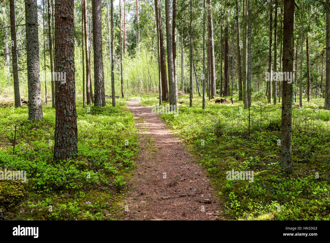 empty road in the forest with shadows and green foliage Stock Photo - Alamy