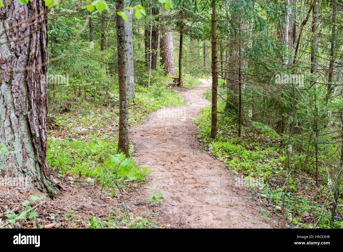 empty road in the forest with shadows and green foliage Stock Photo - Alamy