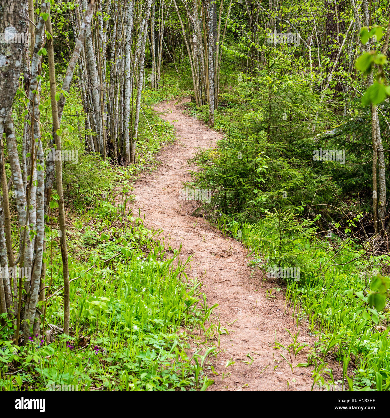 empty road in the forest with shadows and green foliage Stock Photo - Alamy