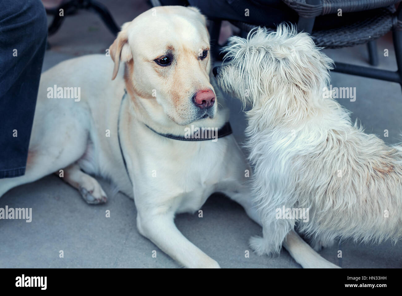 Beautiful Labrador retriever and cute maltese dog Stock Photo - Alamy