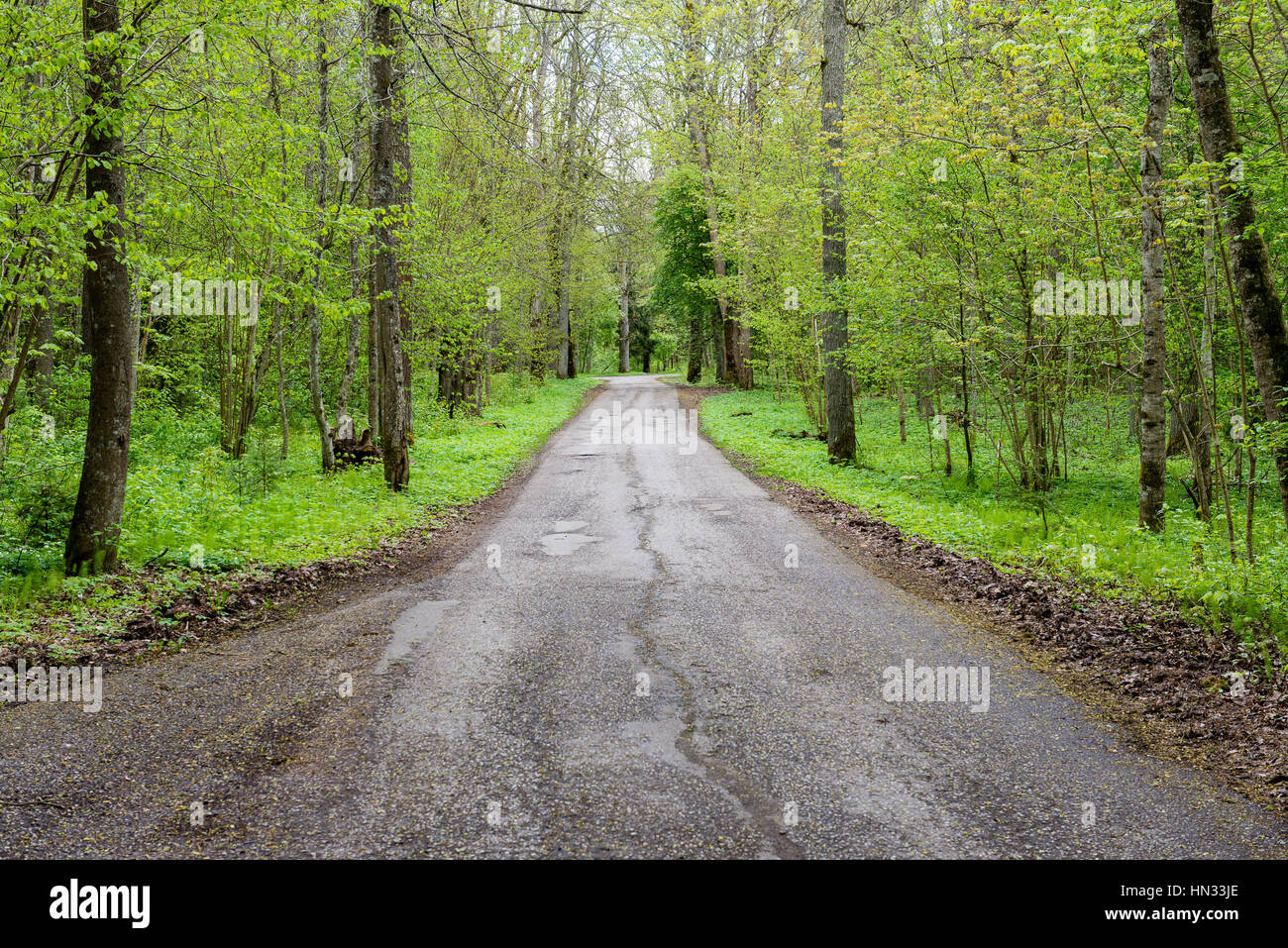 empty road in the forest with shadows and green foliage Stock Photo - Alamy