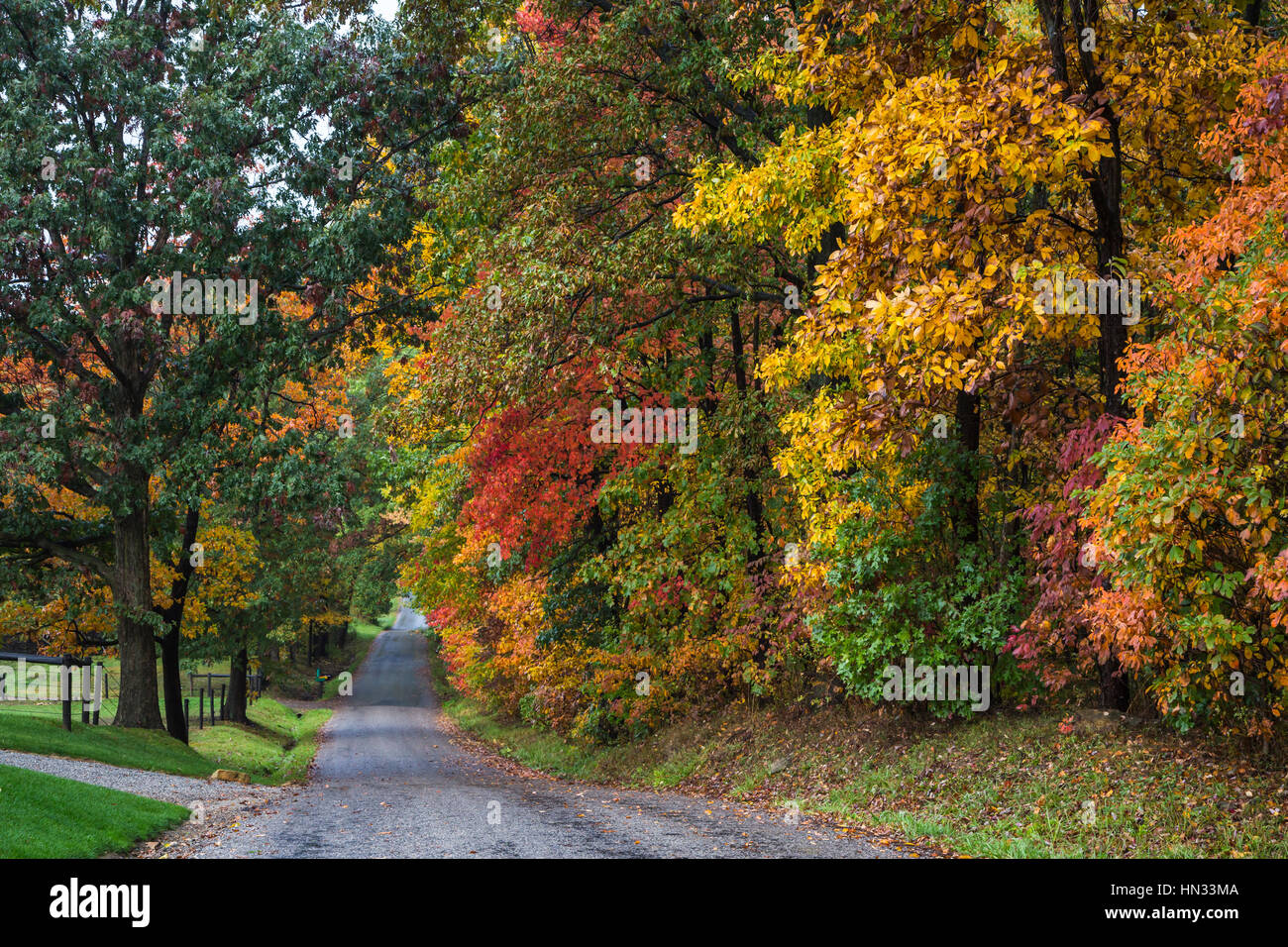 Fall foliage color in the trees near Mt. Hope, Ohio, USA Stock Photo ...