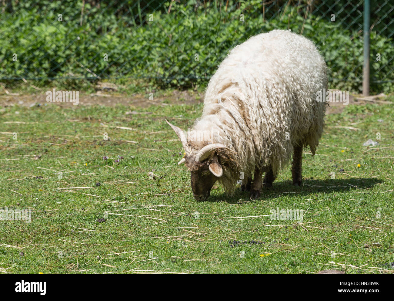 White ram australia hi-res stock photography and images - Alamy