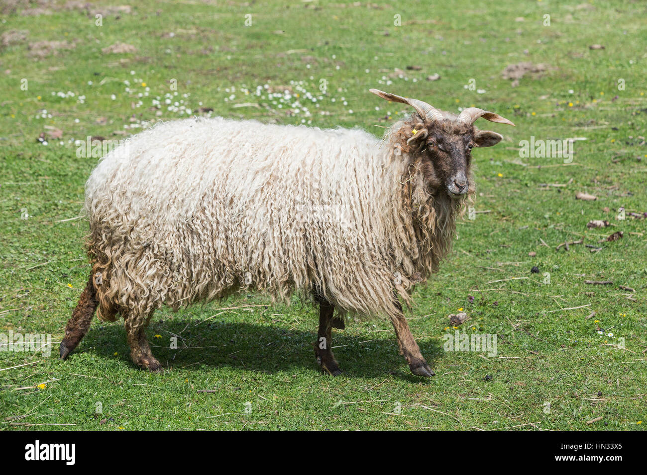 Ram on the meadow in spring time Stock Photo - Alamy