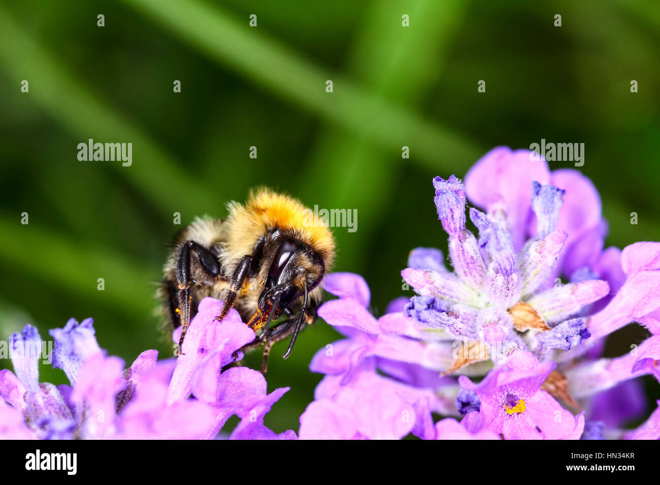 Polinating insect hi-res stock photography and images - Alamy