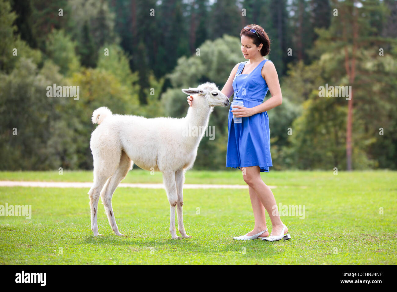 Young attractive woman feeding baby lama Stock Photo - Alamy