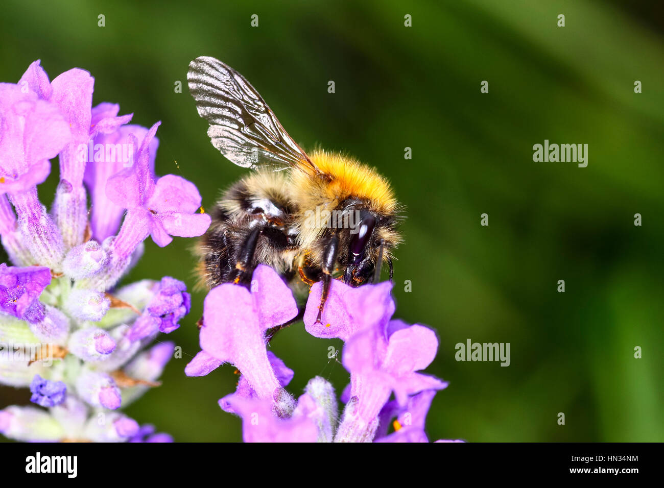 Polinating insect hi-res stock photography and images - Alamy