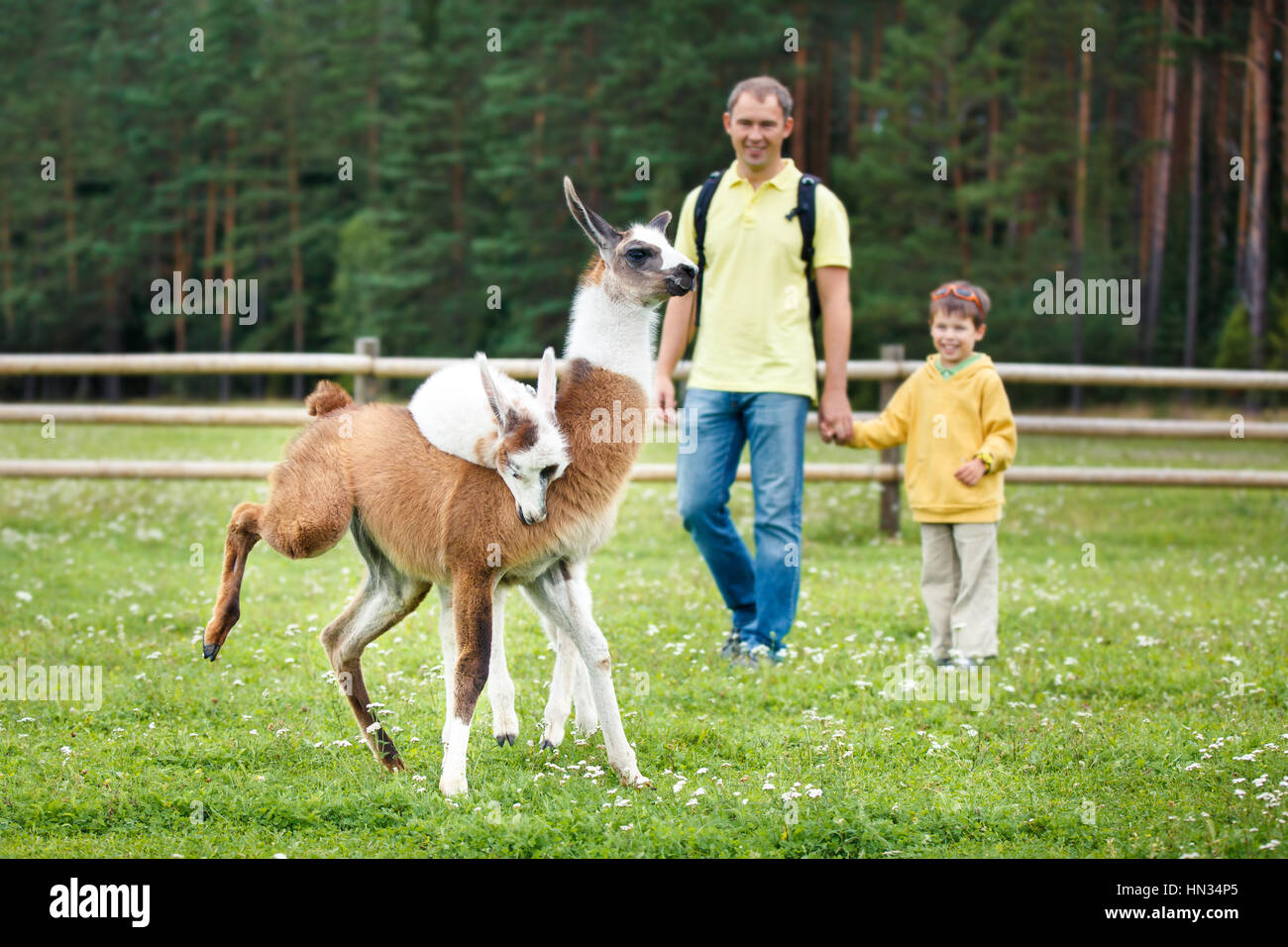 Father and son looking at two baby lamas playing together Stock Photo ...