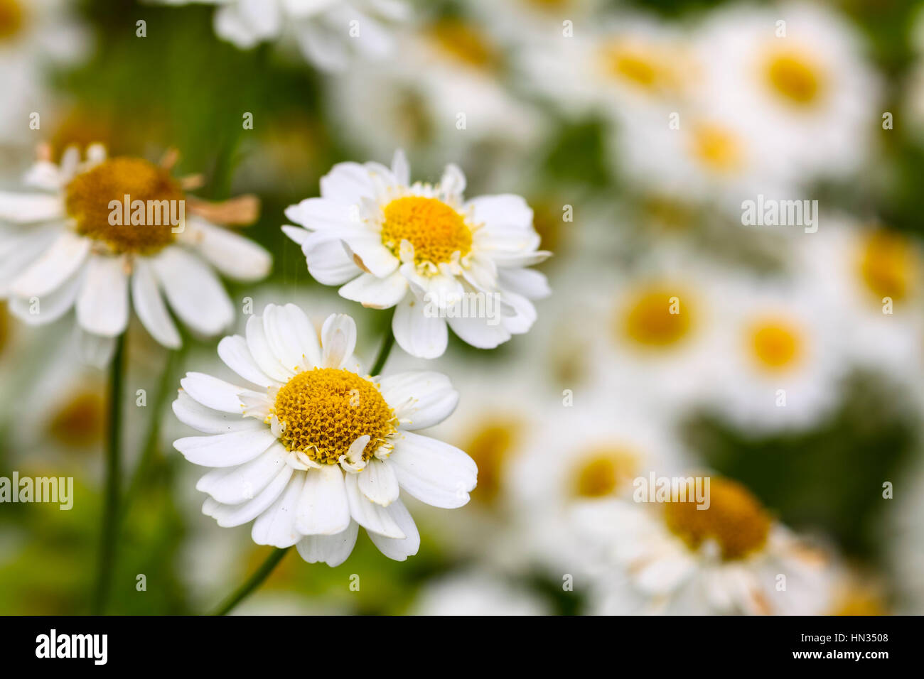 Daisies flower bed daisy hi-res stock photography and images - Alamy